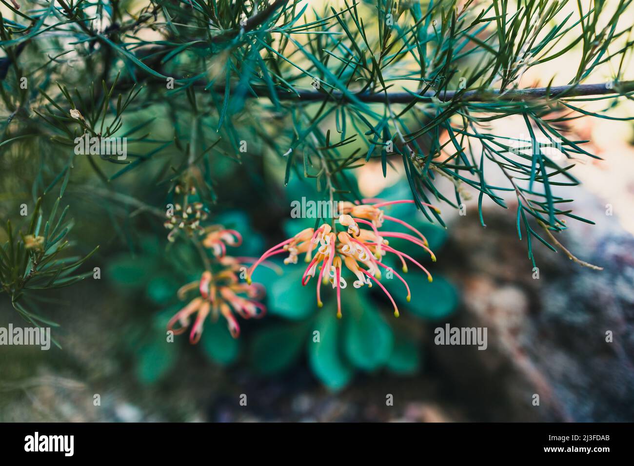 native Australian semper florens grevillea plant outdoor in beautiful ...