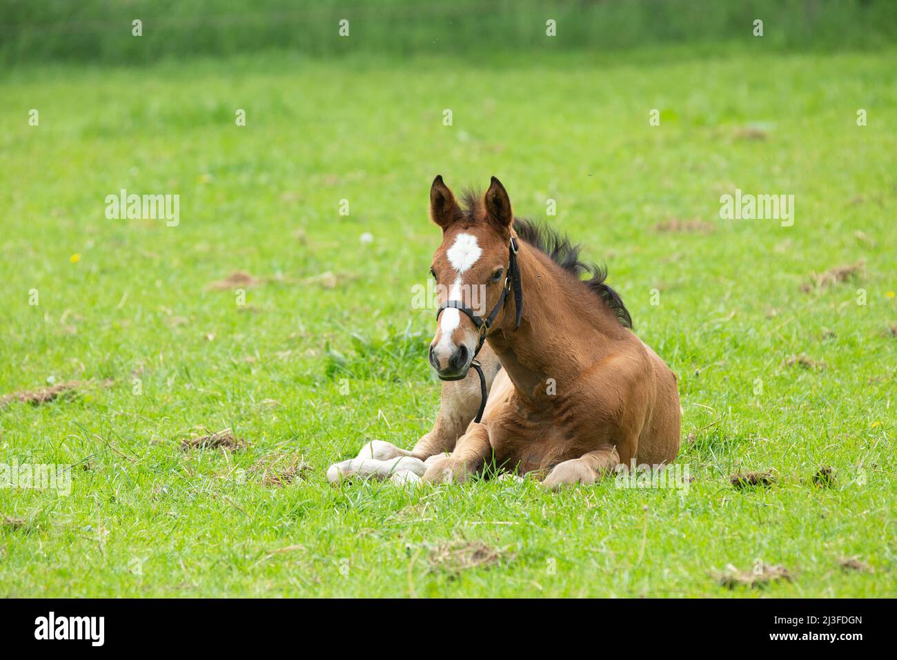 Portrait of a foal, Equus ferus caballus, lying in a green meadow, with ...