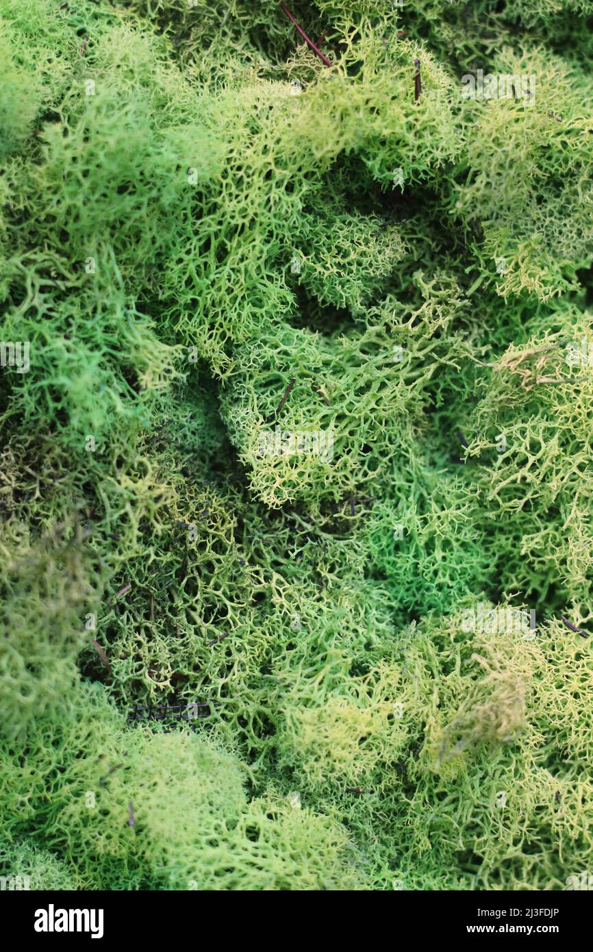 Lumpy bumpy green moss growing on the ground Stock Photo - Alamy