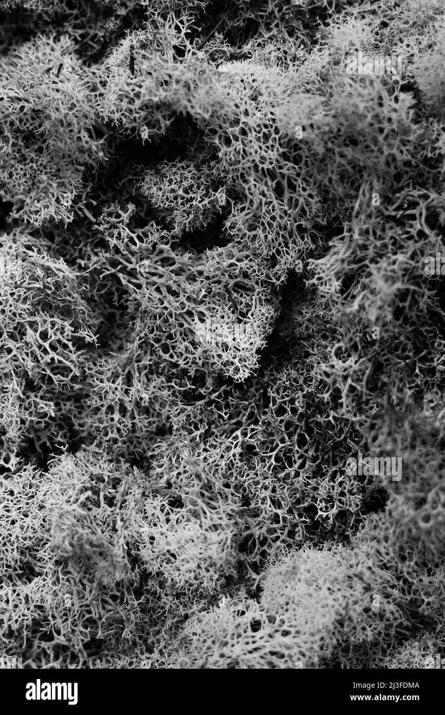 Lumpy bumpy moss growing on the ground in black and white Stock Photo ...