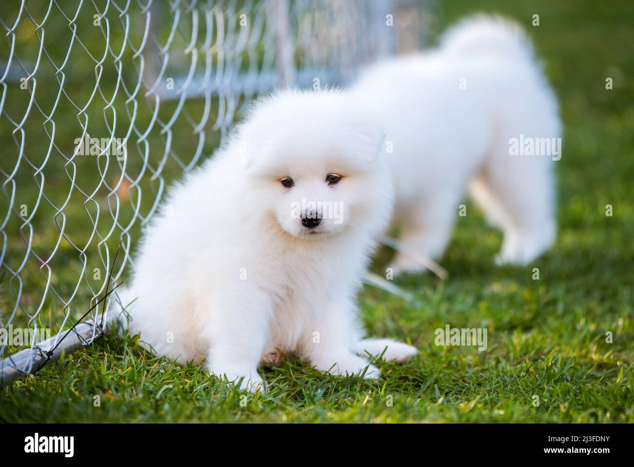 Funny Samoyed puppy on the green grass Stock Photo - Alamy