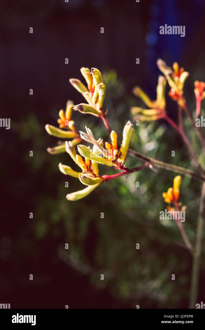 native Australian kangaroo paw plant with orange and yellow flowers ...