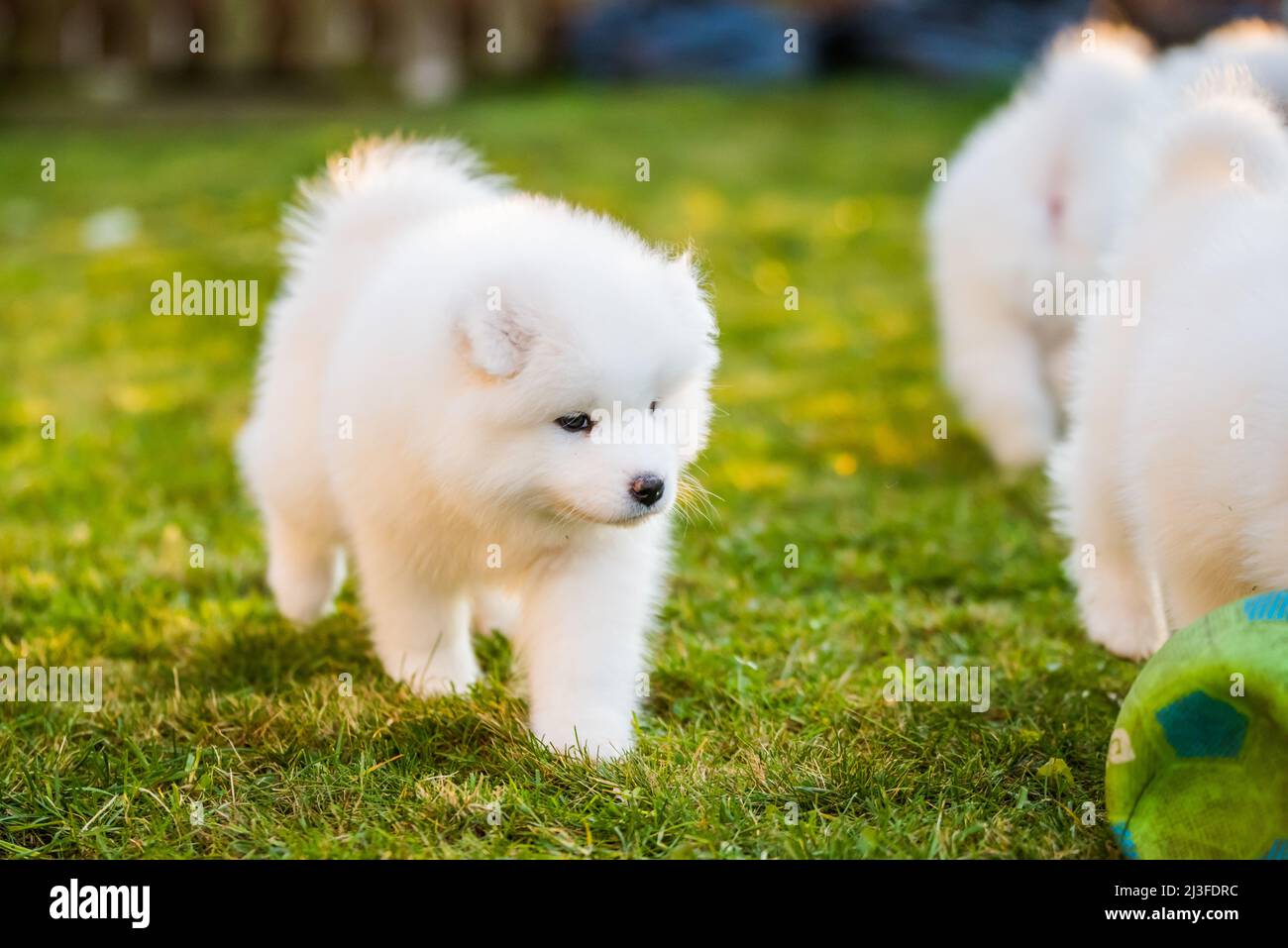 Funny fluffy white Samoyed puppies dogs are playing Stock Photo - Alamy