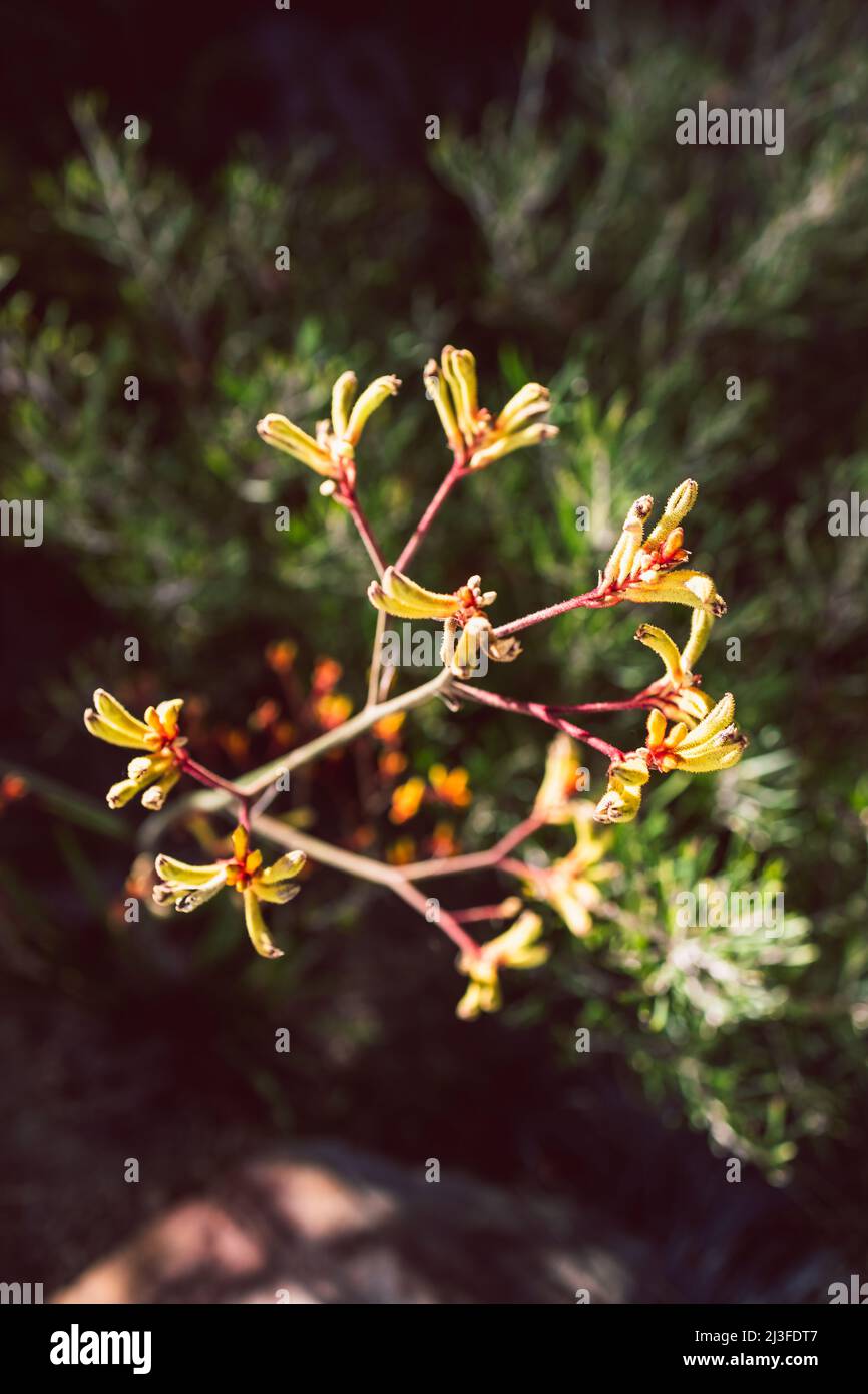 native Australian kangaroo paw plant with orange and yellow flowers ...