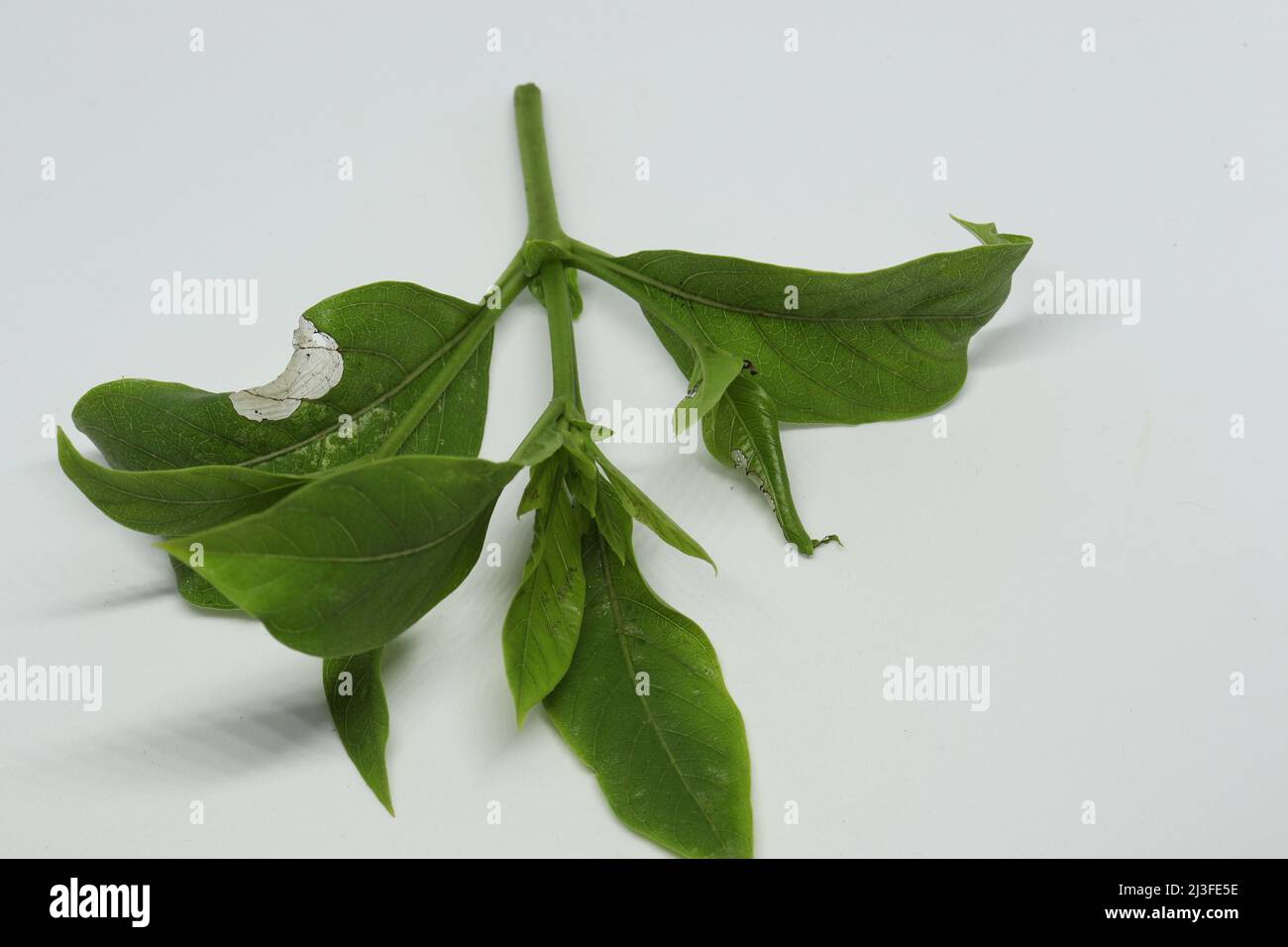 Wild jasmine tree fresh spruce leaf. with white background Stock Photo ...