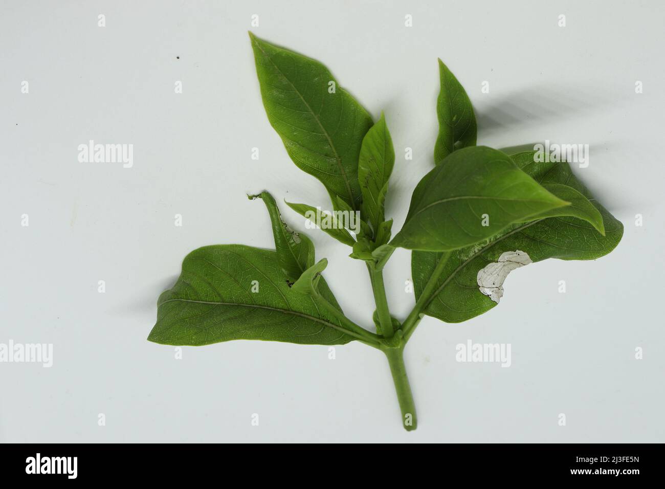 Wild jasmine tree fresh spruce leaf. with white background Stock Photo ...