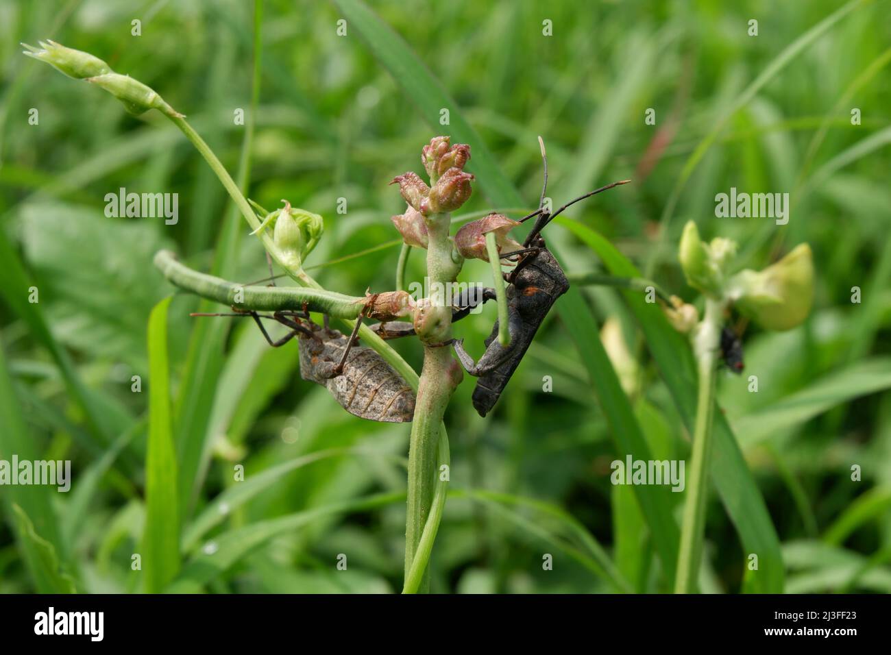 Overview of a black and grey squash bug. Coreus marginatus Stock Photo ...