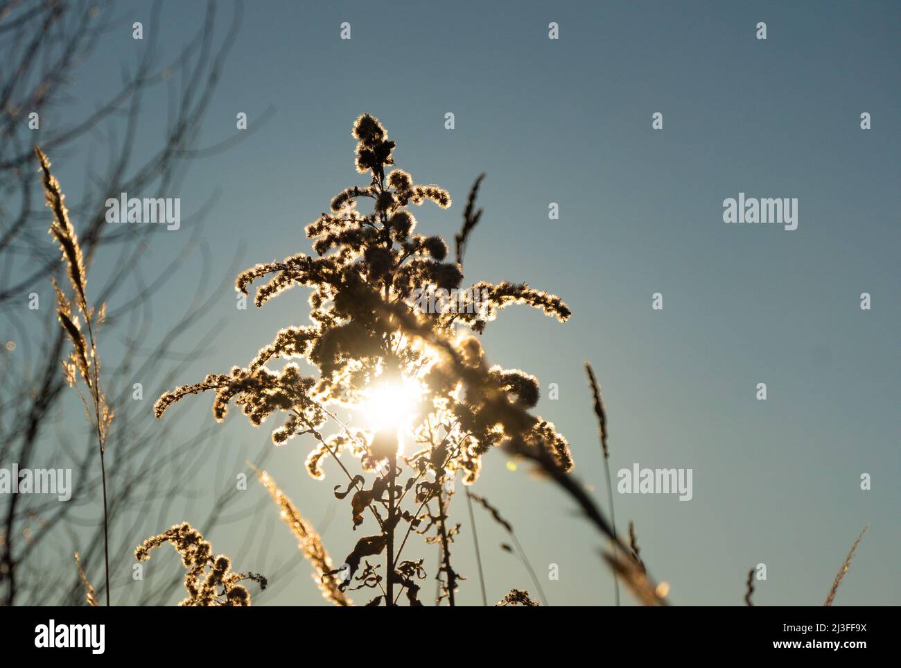 Reed grass natural texture hi-res stock photography and images - Alamy