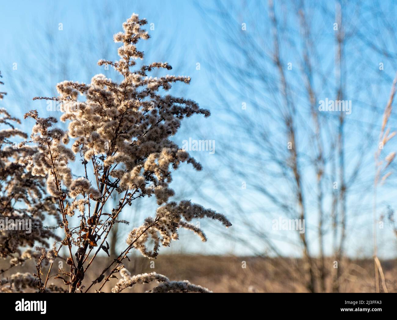 Reed grass against light hi-res stock photography and images - Alamy