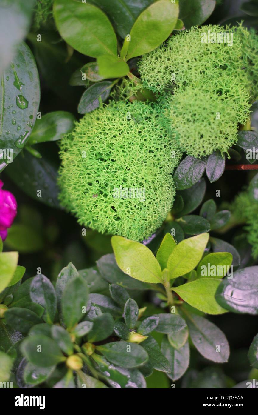 Lumpy bumpy green moss growing on the ground Stock Photo - Alamy