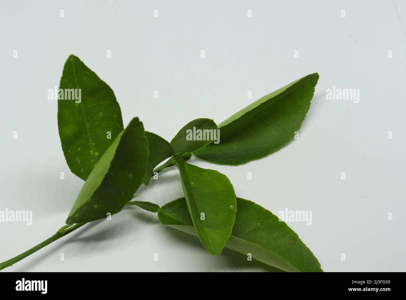 lime tree fresh leaf. with white background Stock Photo - Alamy