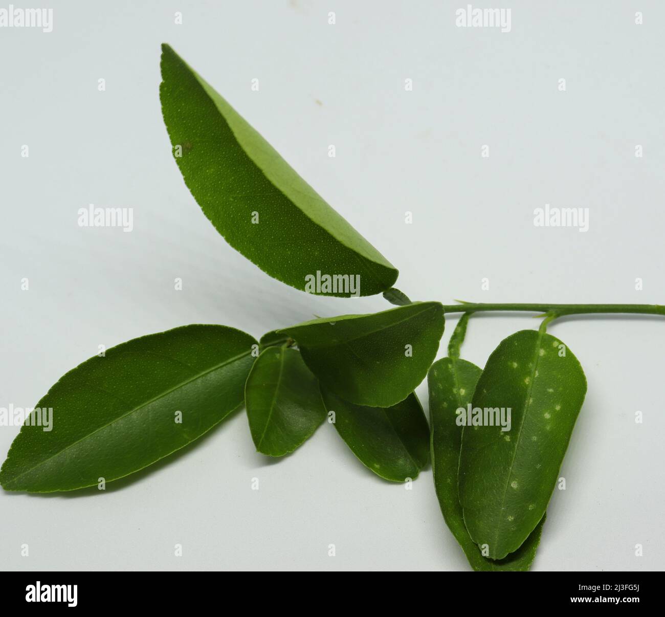lime tree fresh leaf. with white background Stock Photo - Alamy