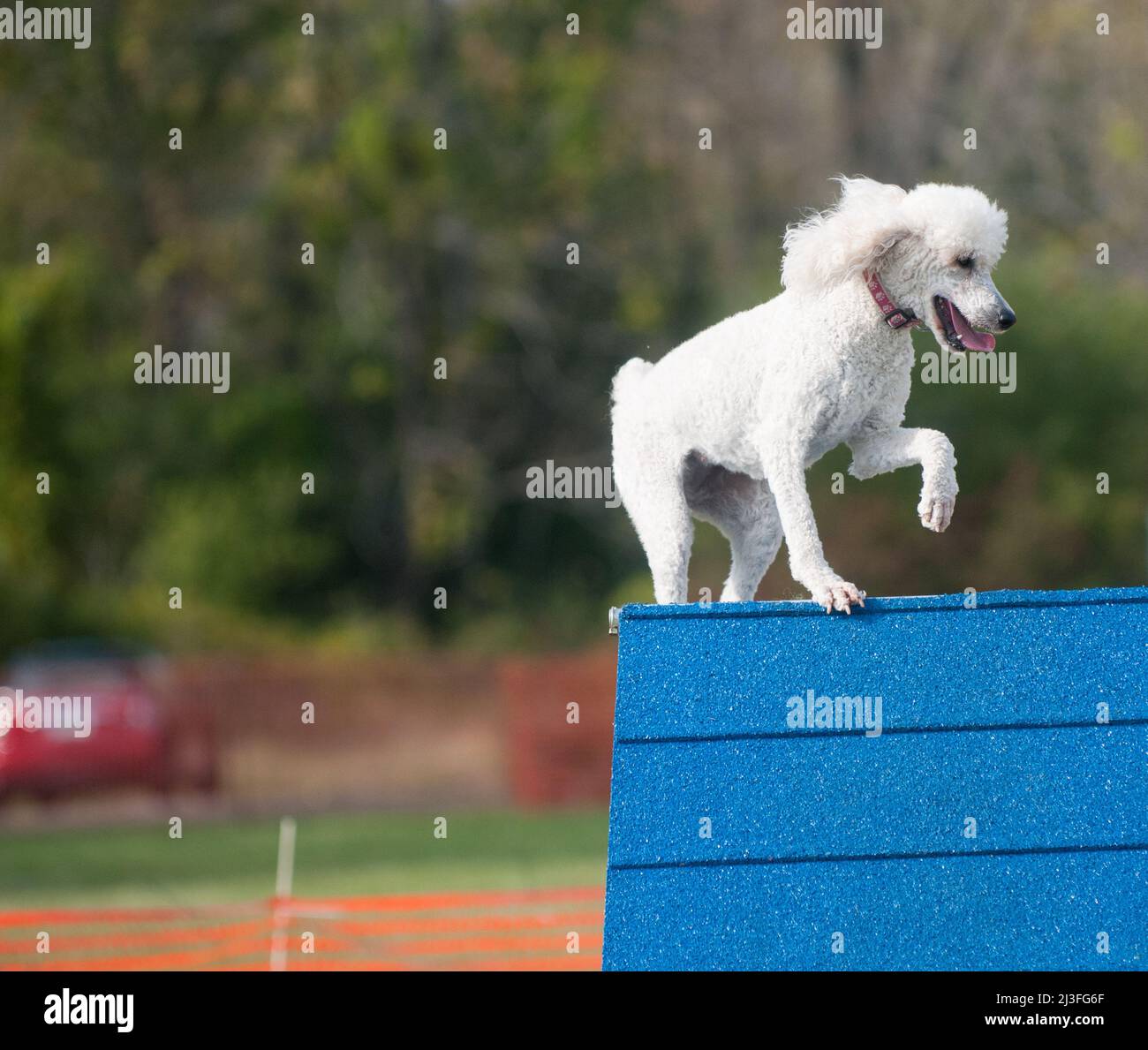 Standard poodle mouth hi-res stock photography and images - Alamy