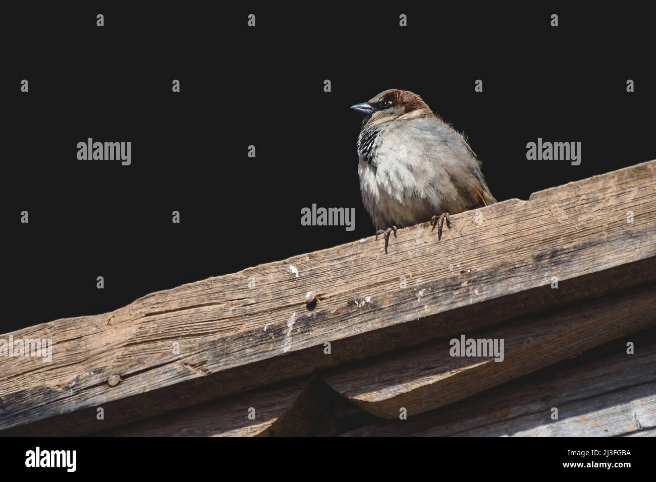 Cute frame hi-res stock photography and images - Alamy