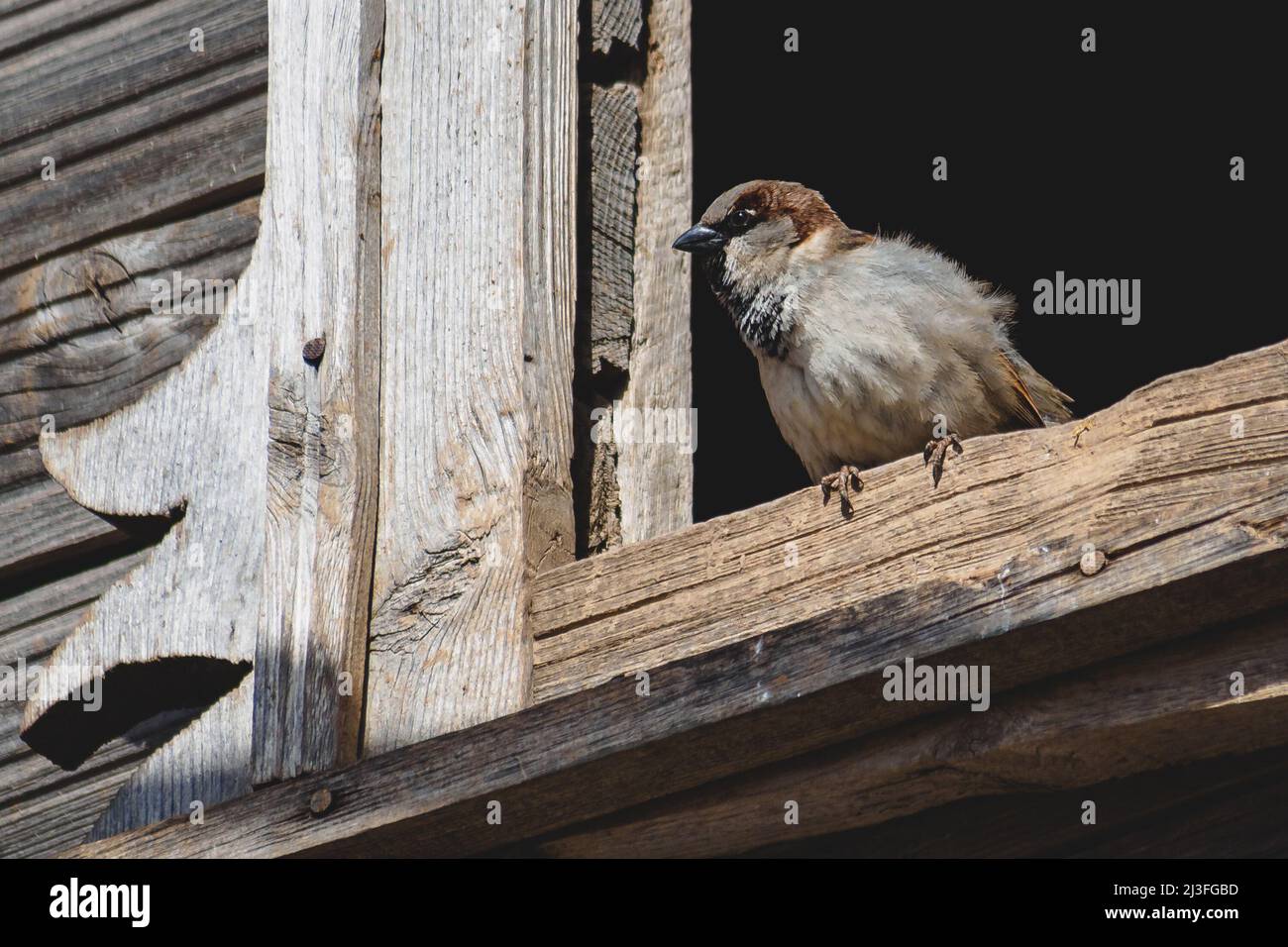 Brown sparrow sitting on window frame Stock Photo - Alamy
