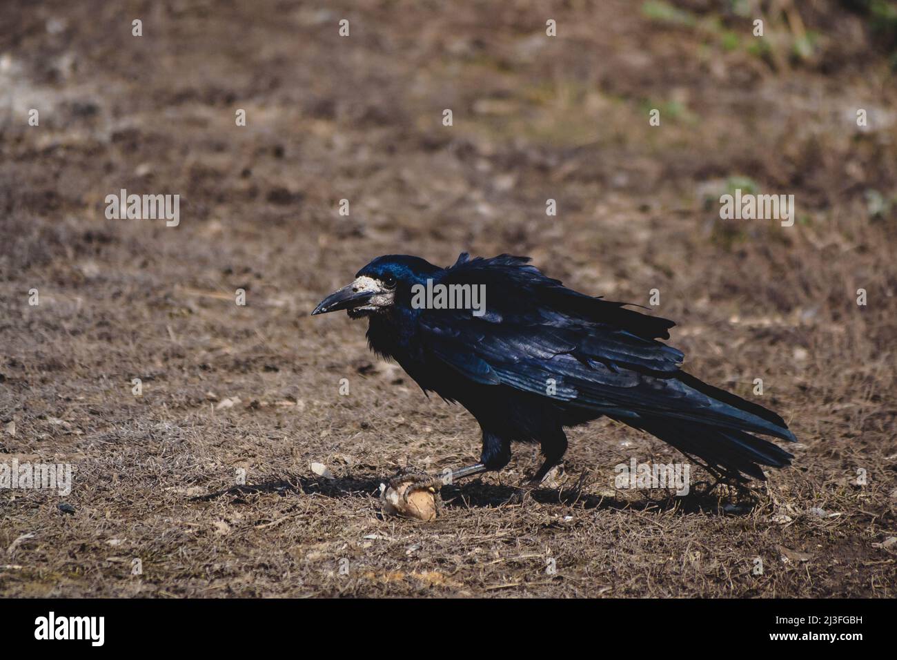 Raven eating hi-res stock photography and images - Alamy