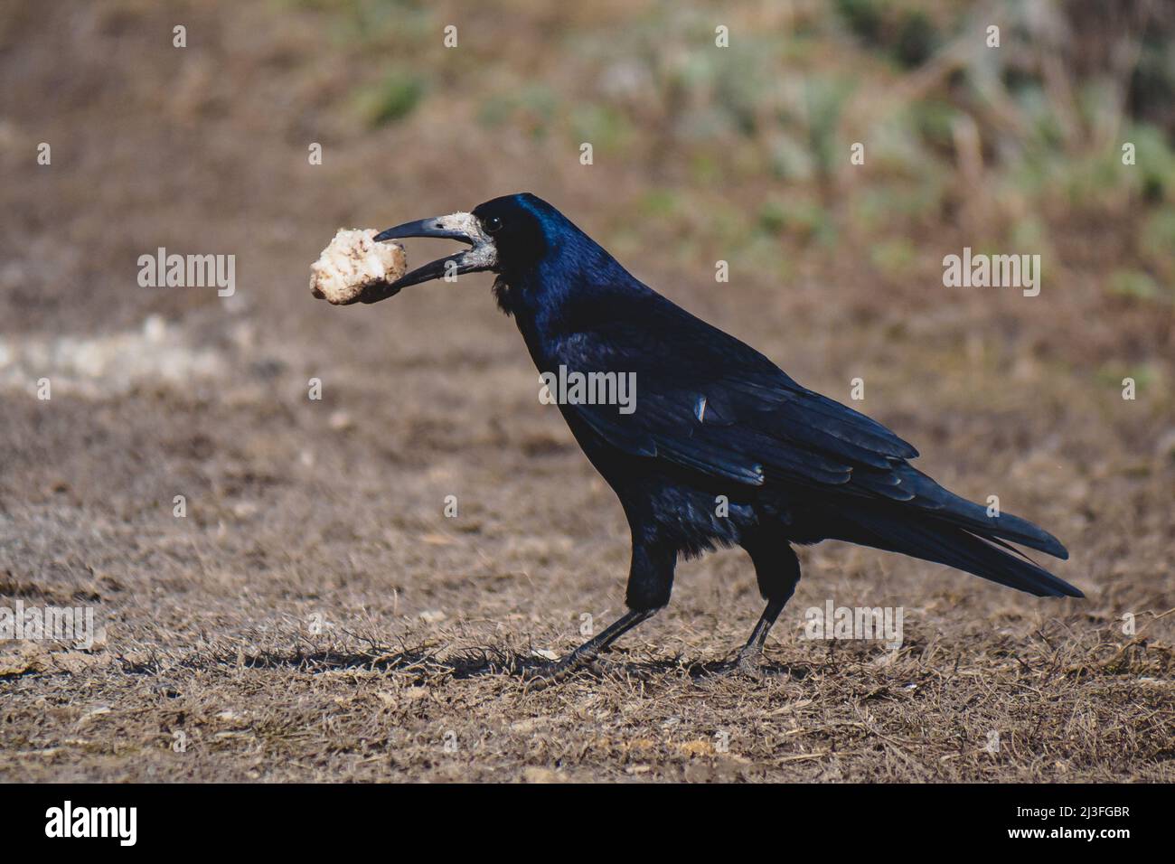 Black bird beak hi-res stock photography and images - Alamy