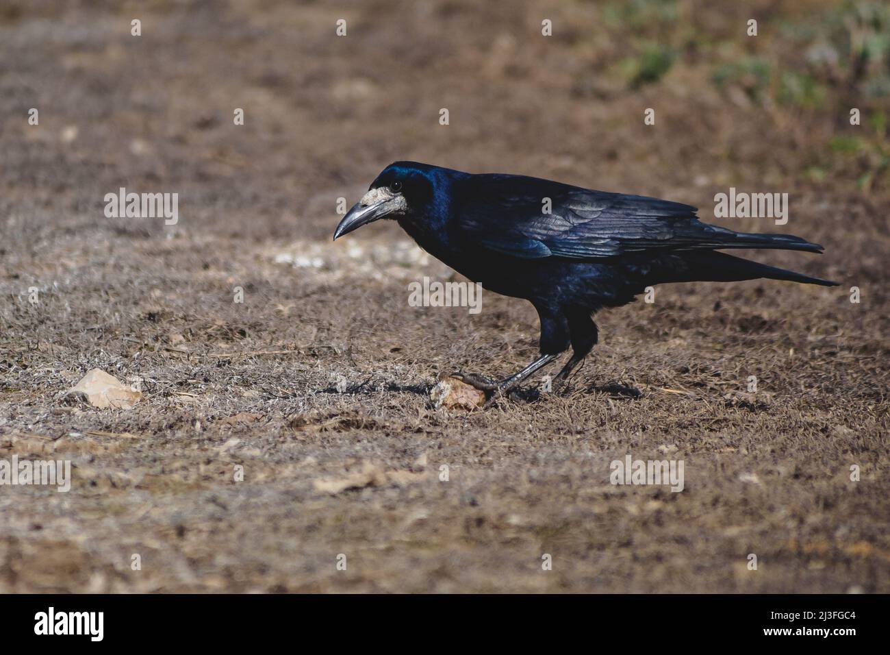 Black rook eating peace of bread Stock Photo - Alamy