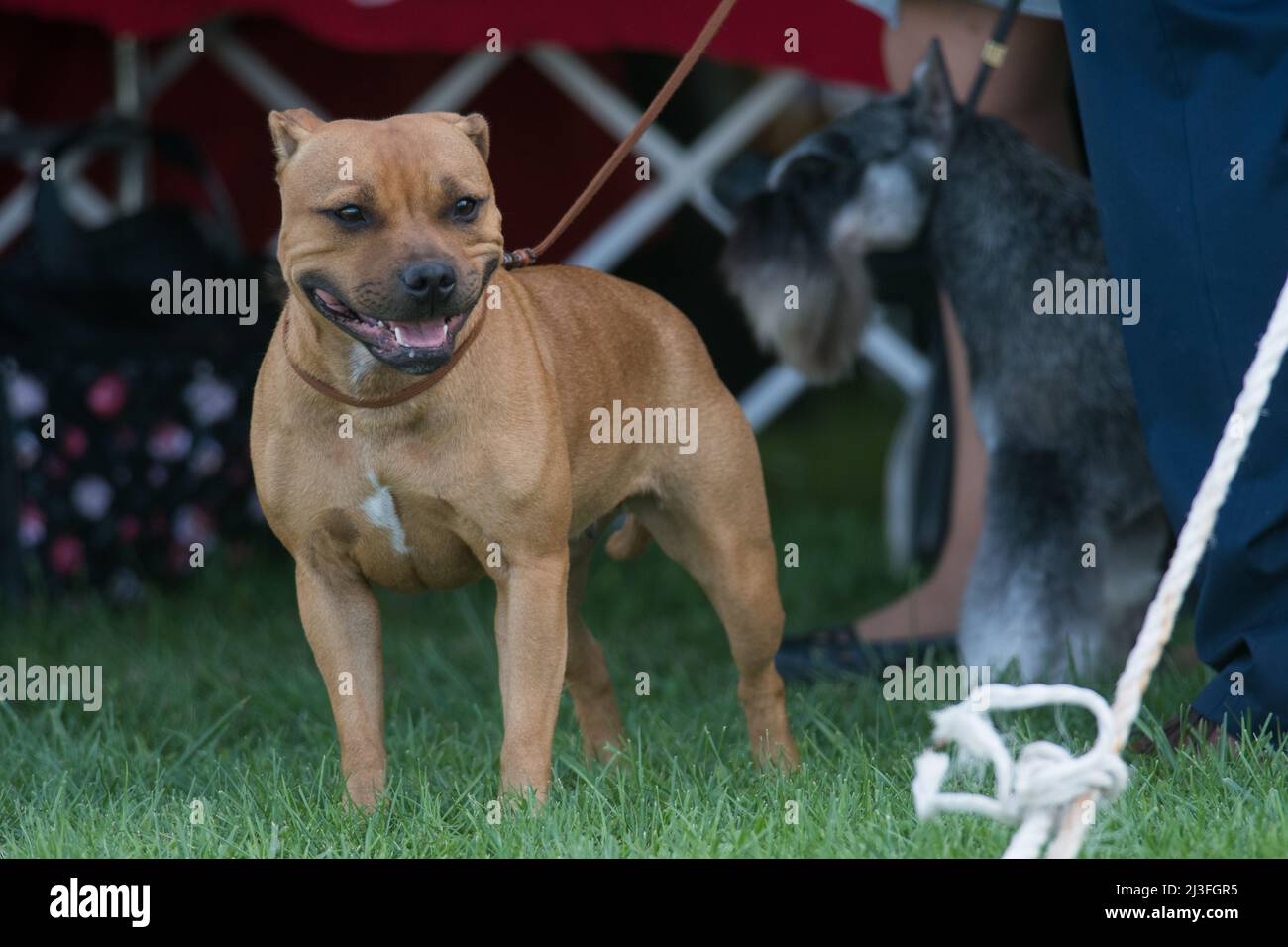 Staffordshire Bull Terrier standing in the dog show ring Stock Photo ...