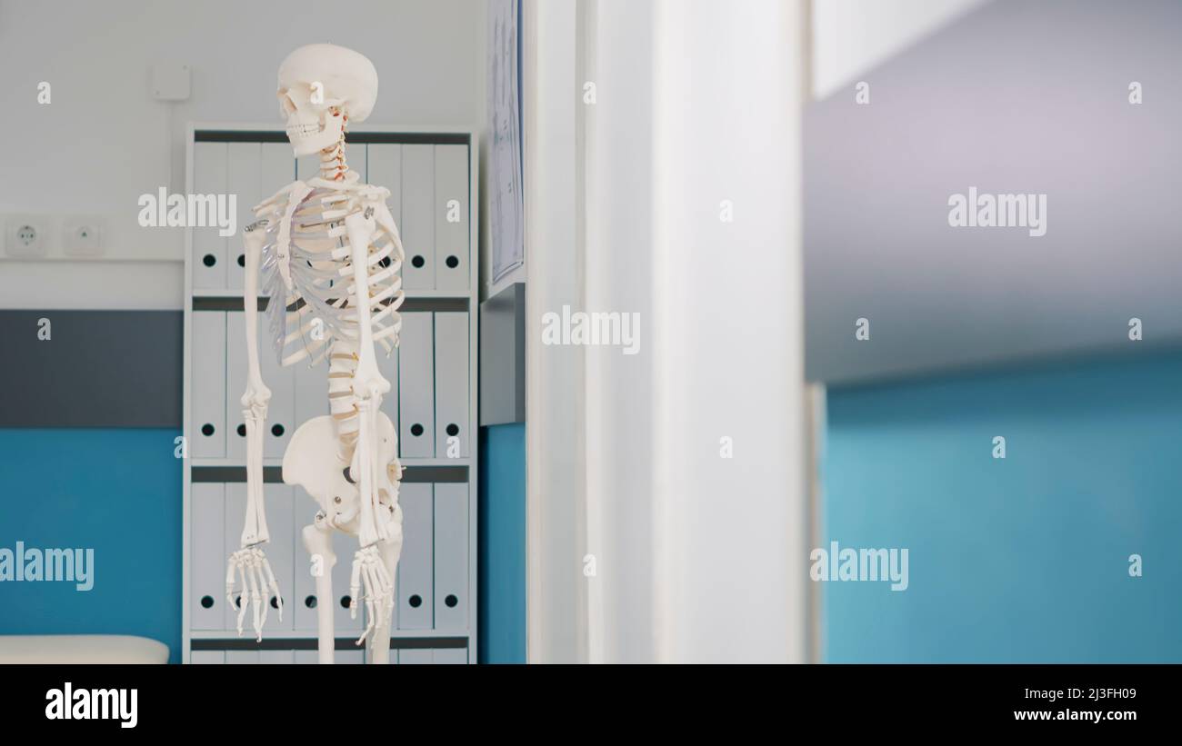 Human skeleton with bones and spinal cord in osteopathy office, to ...
