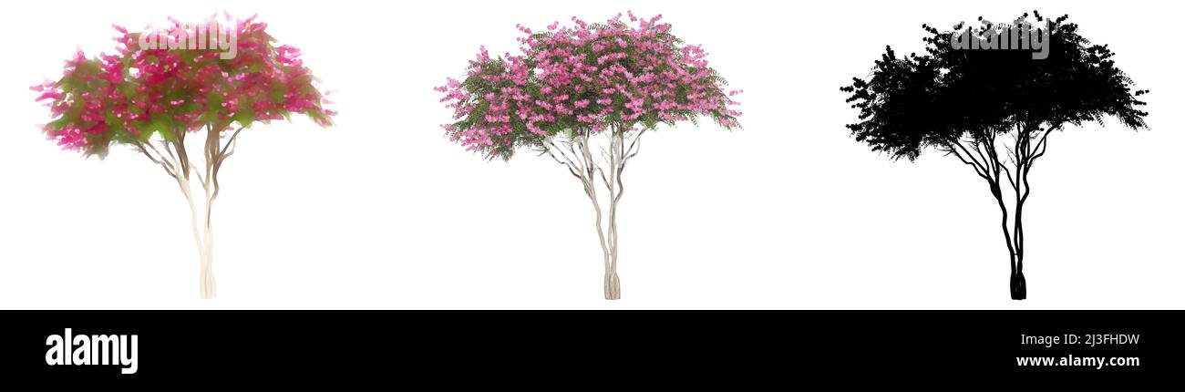 Set or collection of Crape Myrtle trees, painted, natural and as a ...
