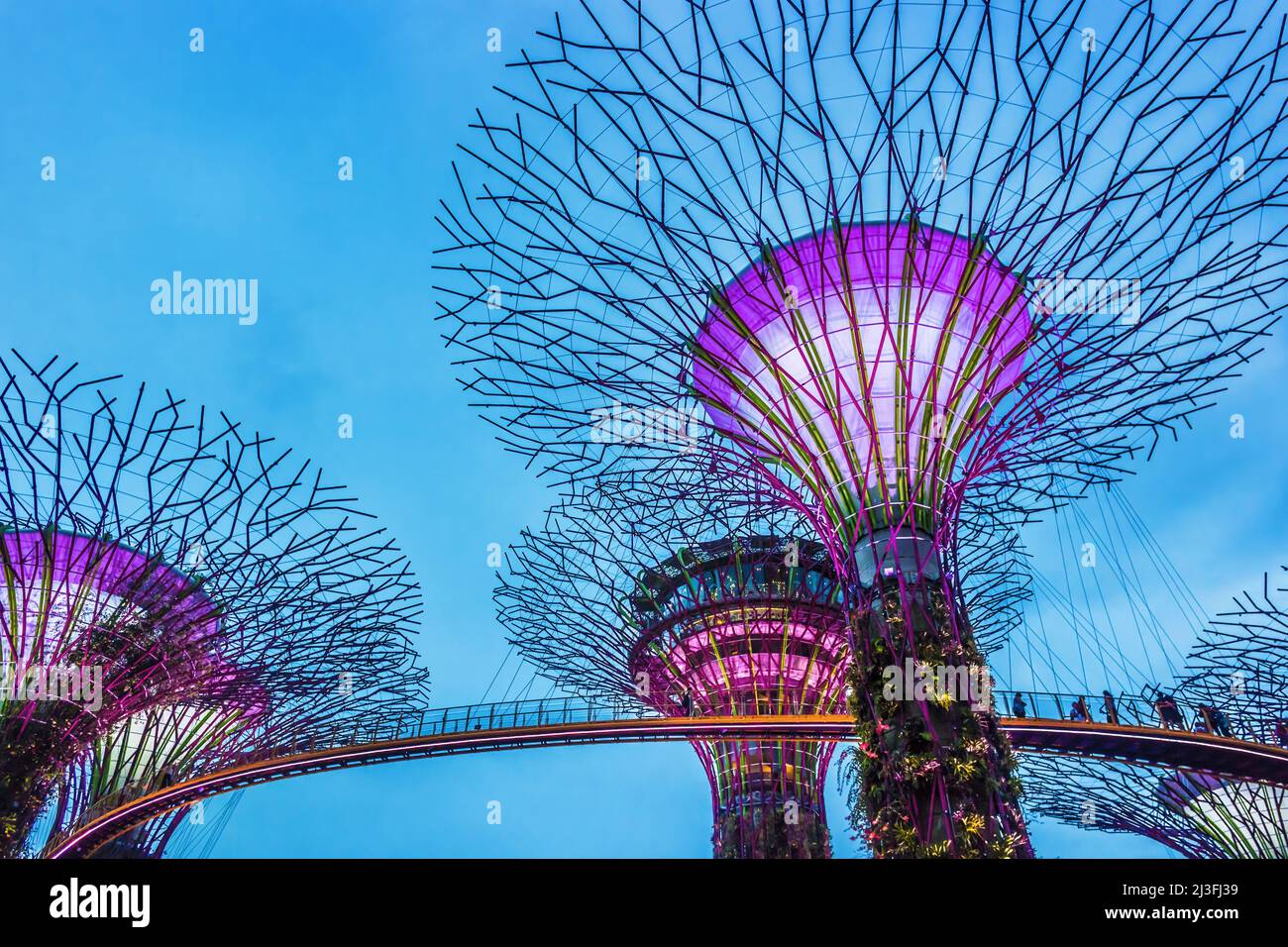Canopy of Supertrees and the elevated OCBC Skyway at twilight ...