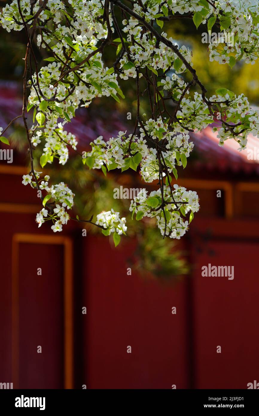 Beijing, Beijing, China. 8th Apr, 2022. On April 7, 2022, in Beijing ...