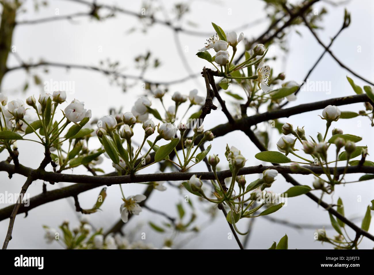 Pear Tree first blossom of 2022 Stock Photo - Alamy