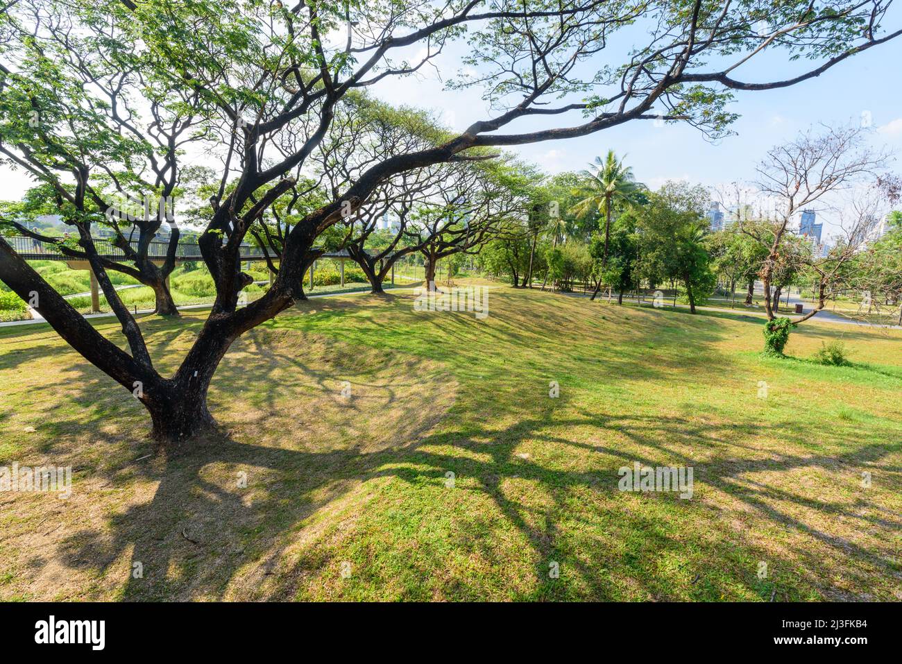 Big green tree in the public park Stock Photo - Alamy