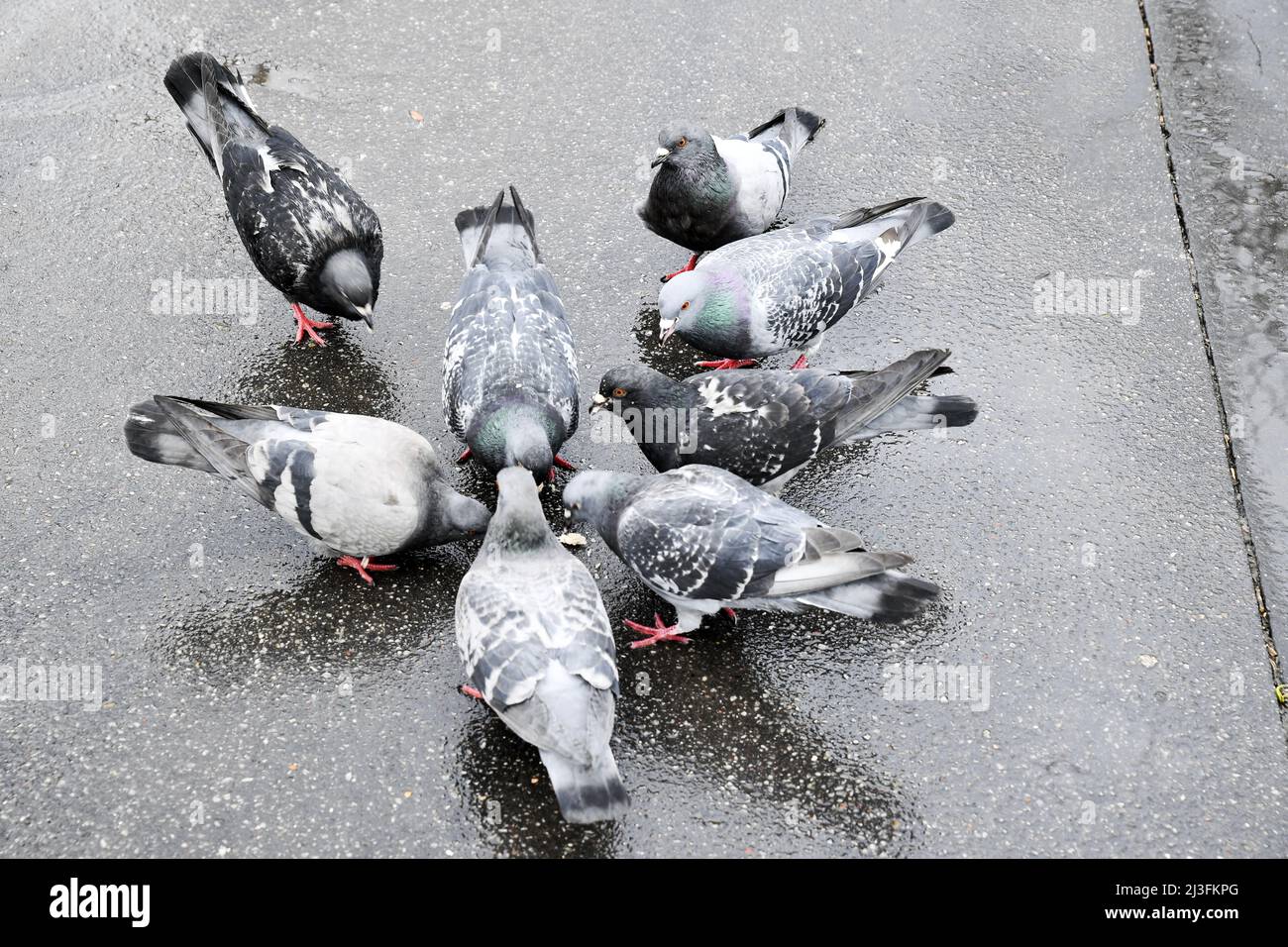 Pigeons in a street of Paris - France Stock Photo - Alamy