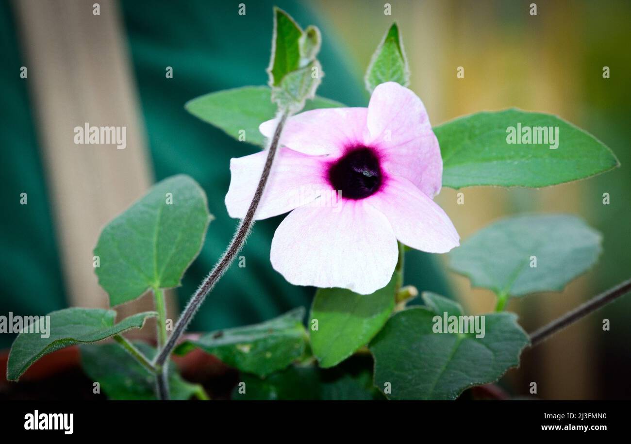 Flower garden color scheme hi-res stock photography and images - Alamy