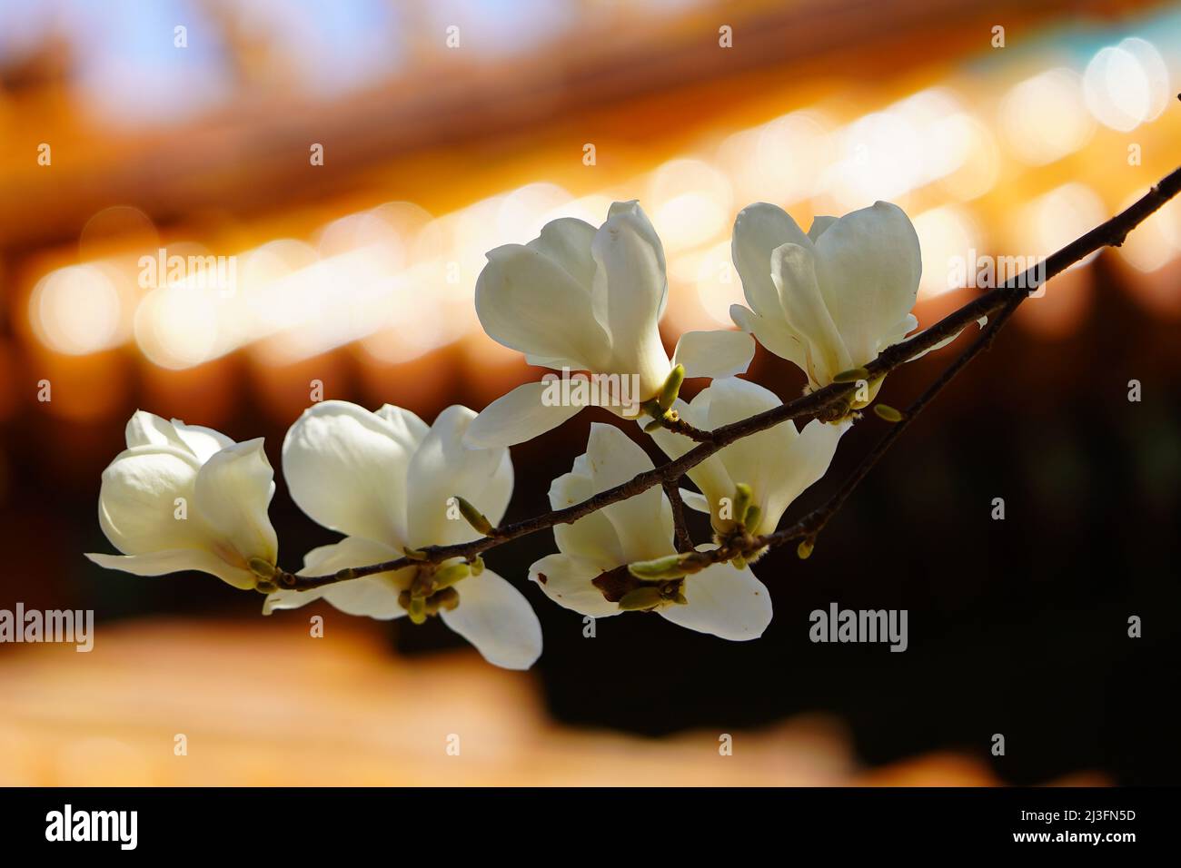 Beijing, Beijing, China. 8th Apr, 2022. On April 7, 2022, in Beijing ...