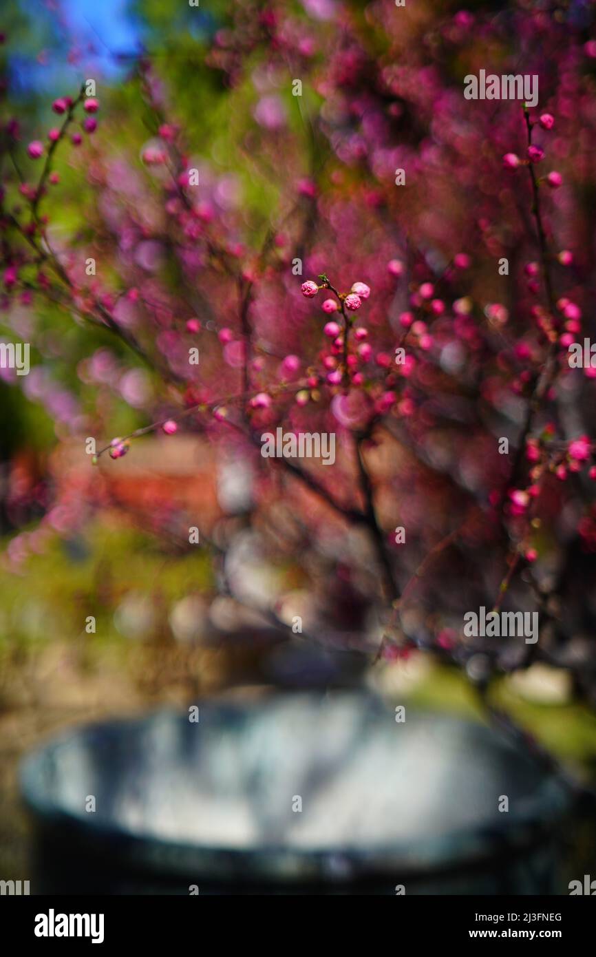 Beijing, Beijing, China. 8th Apr, 2022. On April 7, 2022, in Beijing ...