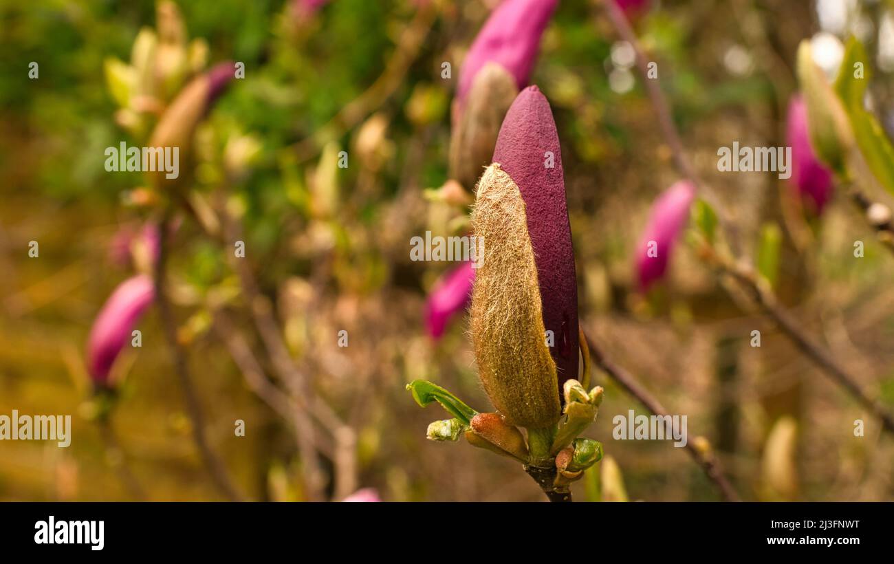 Magnolia trees are a true splendor in the flowering season. An eye ...