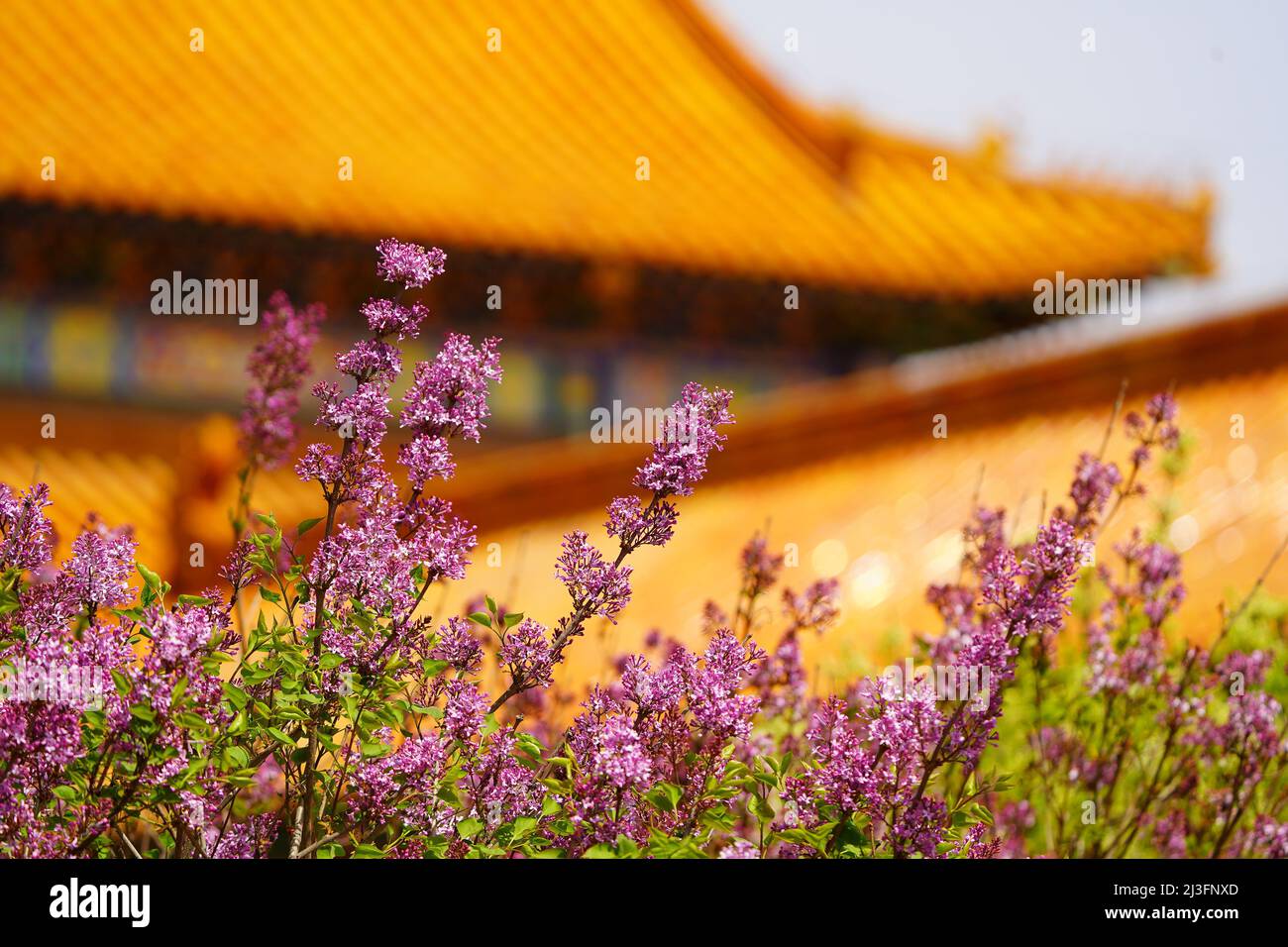 Beijing, Beijing, China. 8th Apr, 2022. On April 7, 2022, in Beijing ...