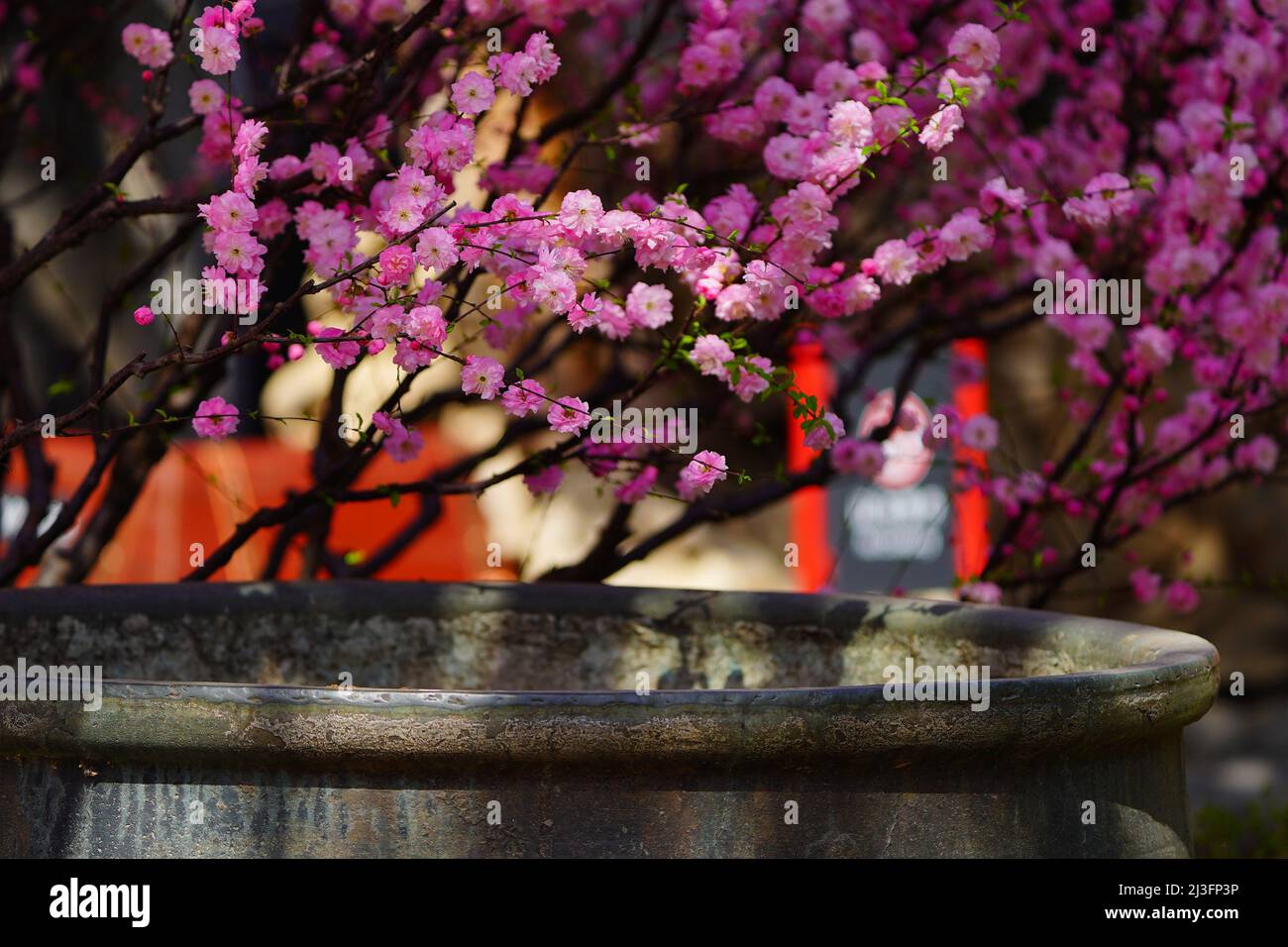 Beijing, Beijing, China. 8th Apr, 2022. On April 7, 2022, in Beijing ...