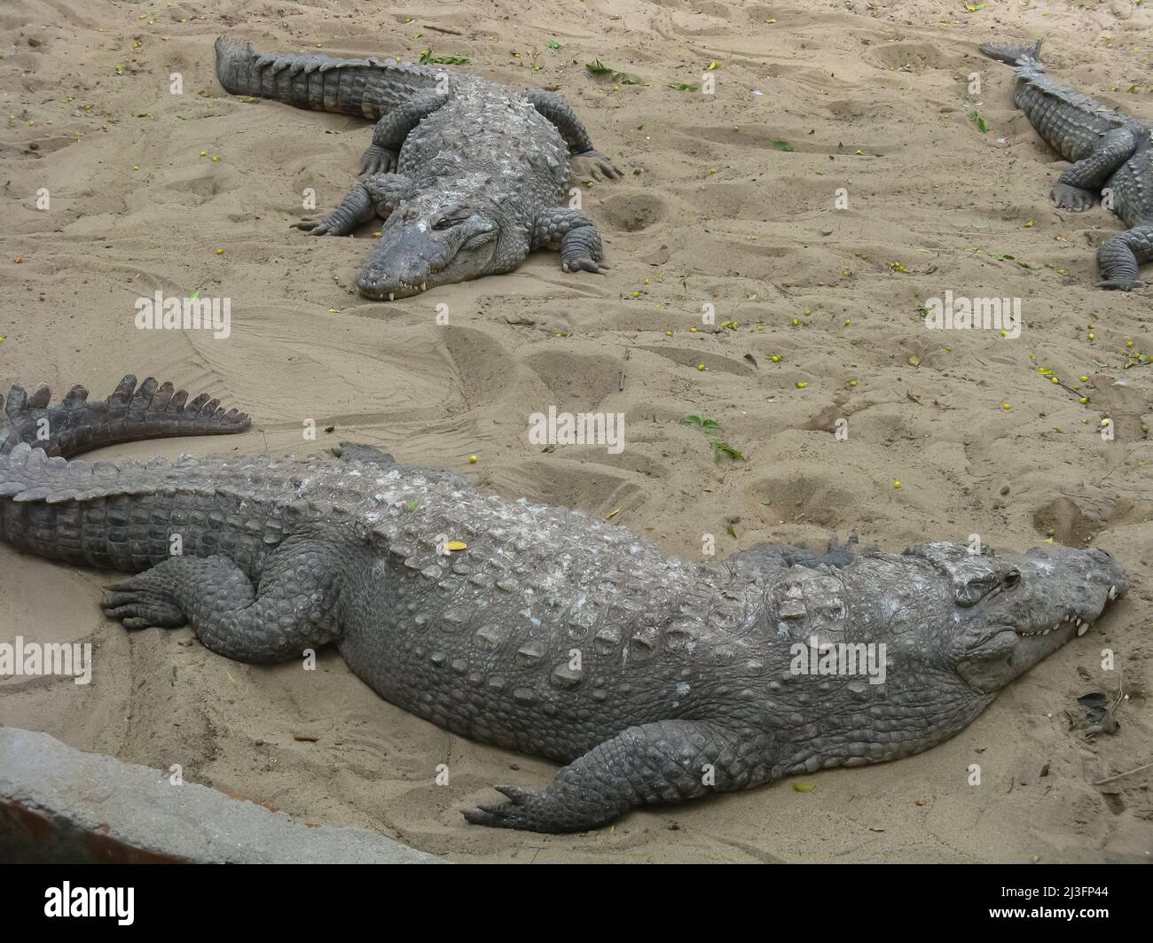 Many crocodiles relaxing on sand and water inside an enclosure Stock ...