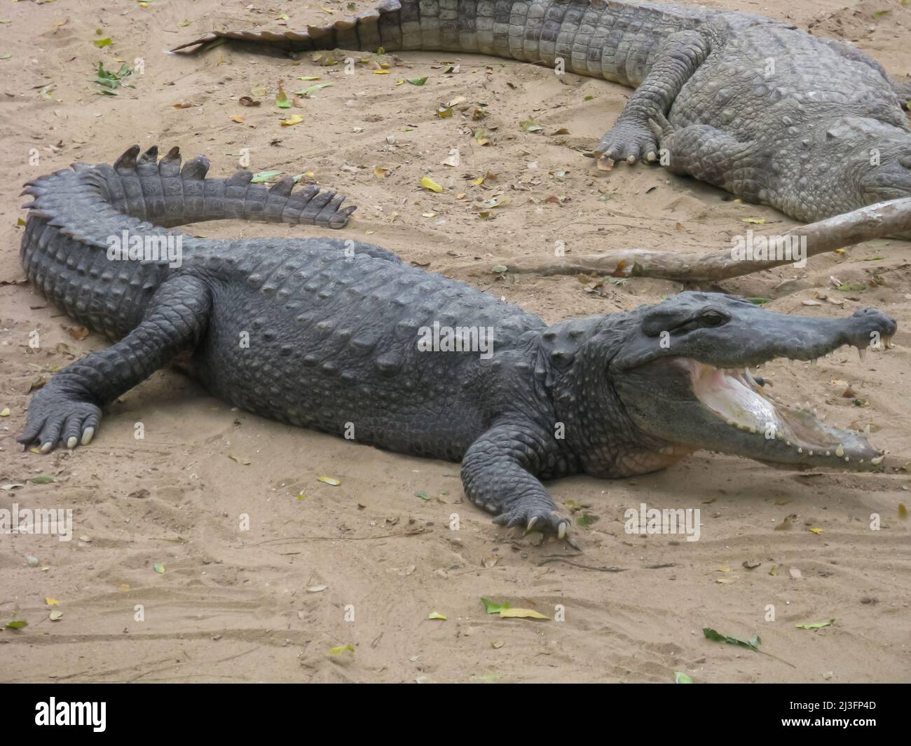 Many crocodiles relaxing on sand and water inside an enclosure Stock ...