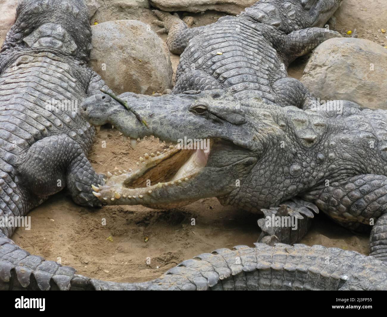 Many crocodiles relaxing on sand and water inside an enclosure Stock ...