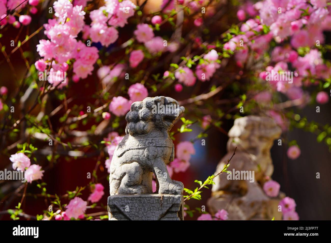 Beijing, Beijing, China. 8th Apr, 2022. On April 7, 2022, in Beijing ...