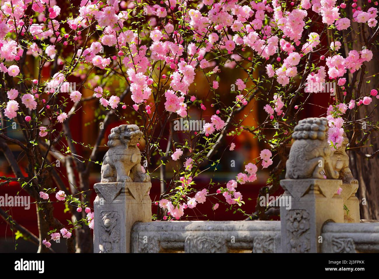 Beijing, Beijing, China. 8th Apr, 2022. On April 7, 2022, in Beijing ...