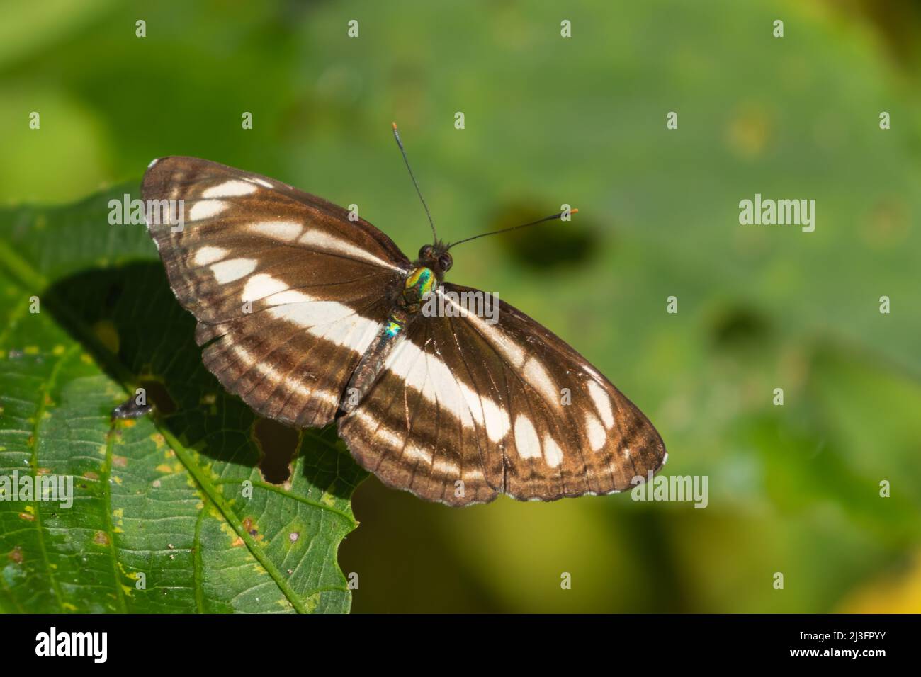 Sullied sailor hi-res stock photography and images - Alamy
