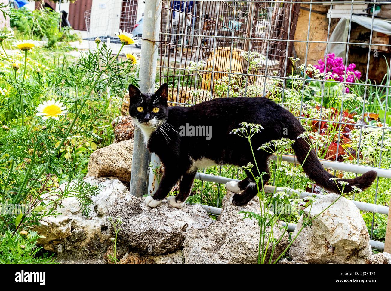 Wild Cat In Rhodes Old Town Greece Stock Photo - Alamy