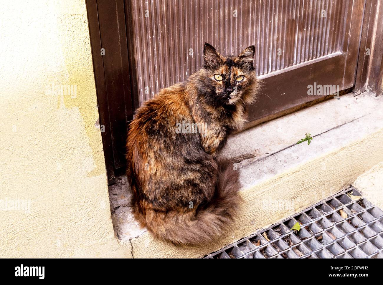 Wild Cat In Rhodes Old Town Greece Stock Photo - Alamy