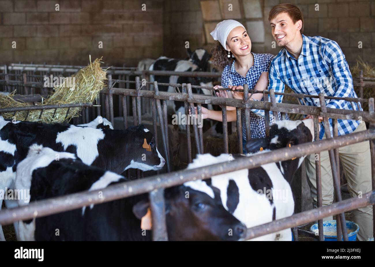 Two persons clapping cows in hangar and smiling Stock Photo - Alamy