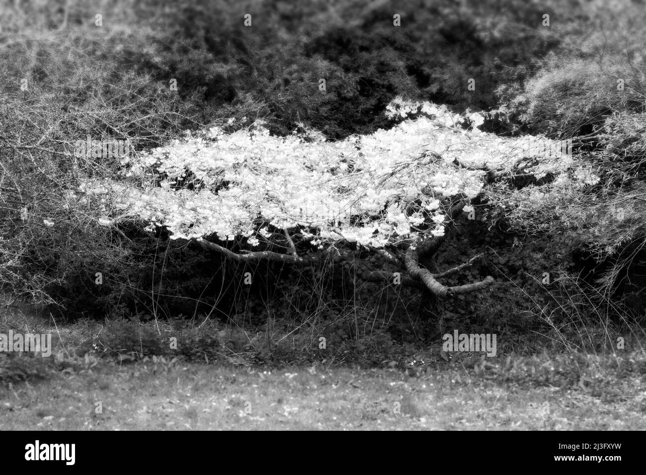 Spring flowering trees at Westonbirt Arboretum near Tetbury UK Stock ...