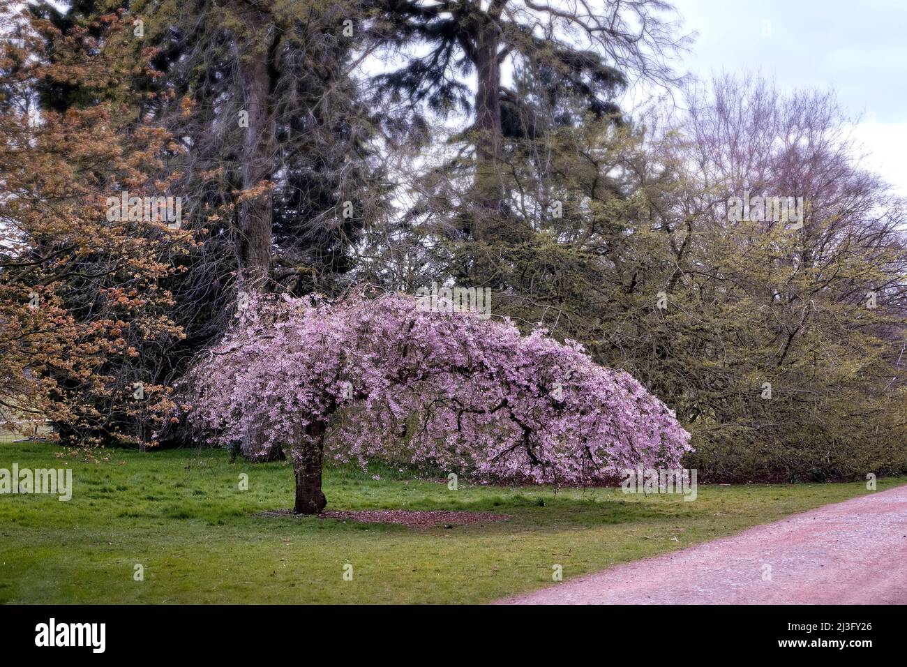 Spring flowering trees at Westonbirt Arboretum near Tetbury UK Stock ...