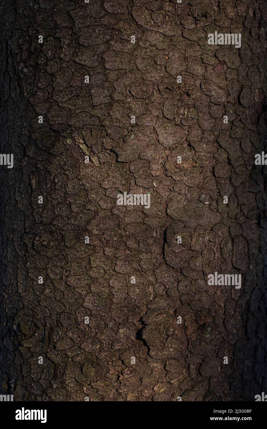 pattern, fir bark of northern forest at sunset. dark natural background ...