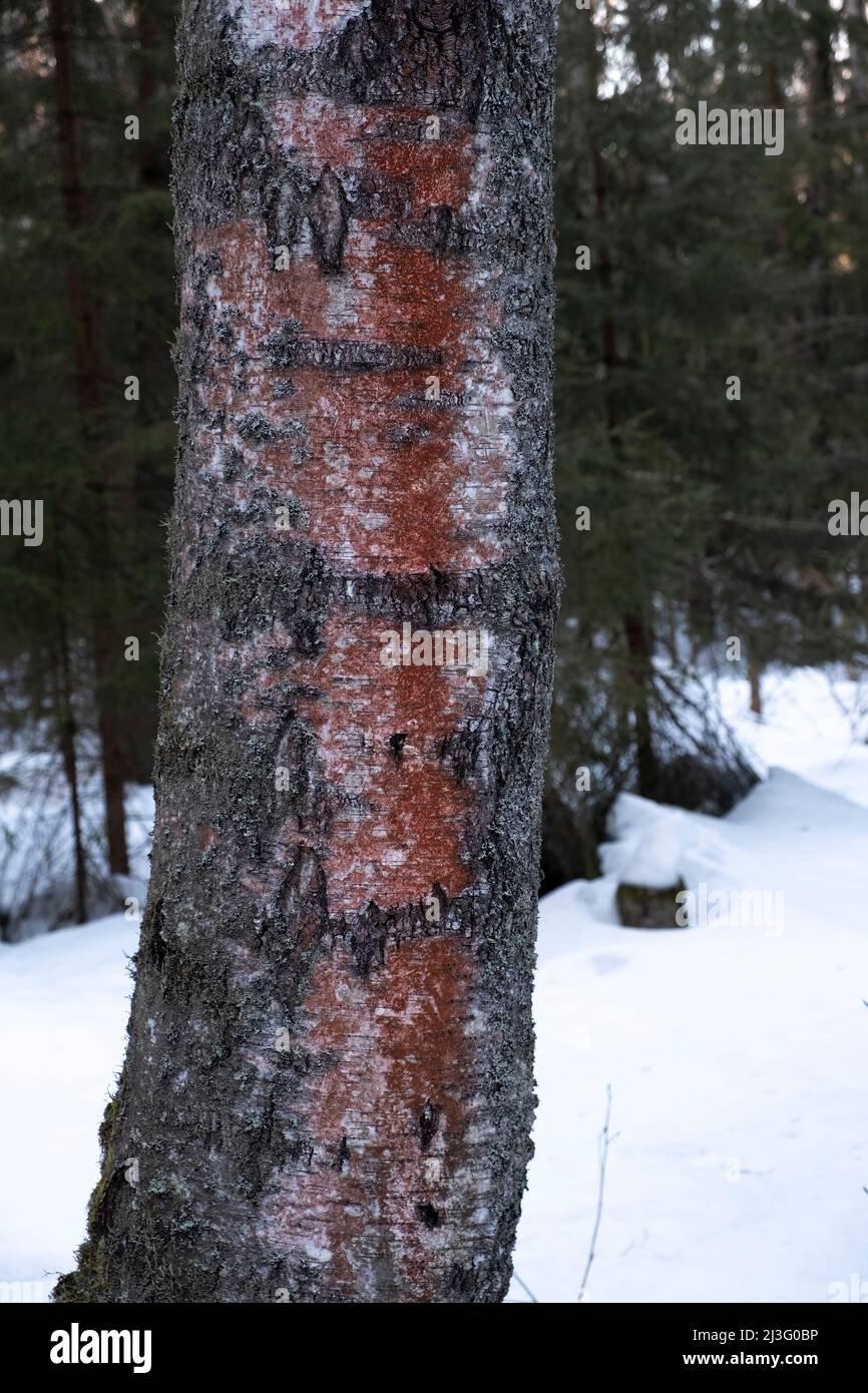 The trunk of a red Karelian birch in winter in Karelia among snow Stock ...