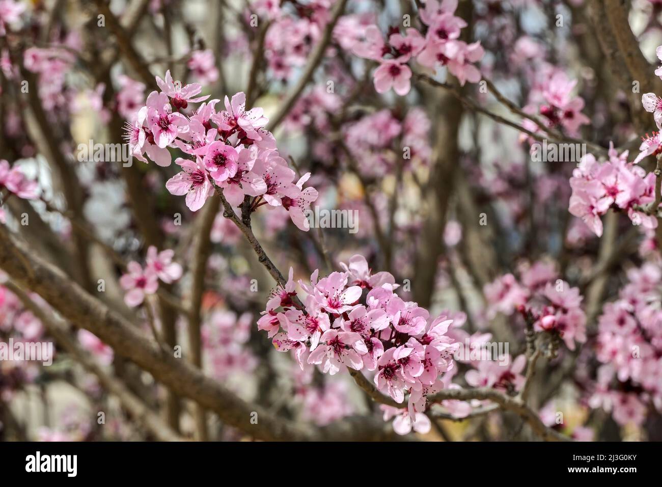Pink flowers of a blossoming Prunus cerasifera Pissardi plum tree ...